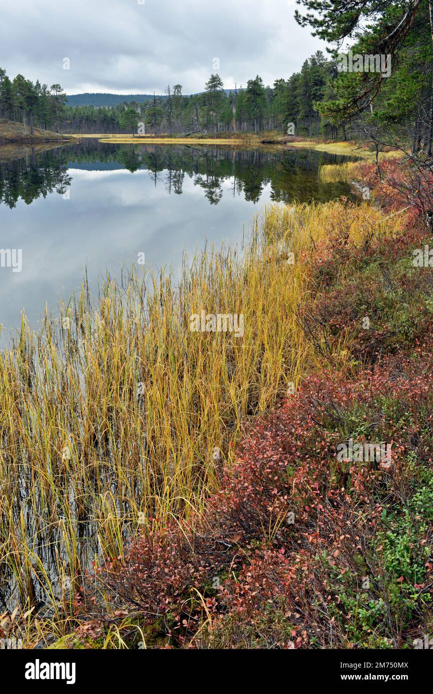 Lake in Lemmenjoki National Park, near Inari, Finland Stock Photo - Alamy