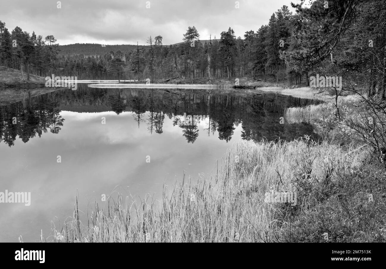 Lake in Lemmenjoki National Park, near Inari, Finland Stock Photo - Alamy