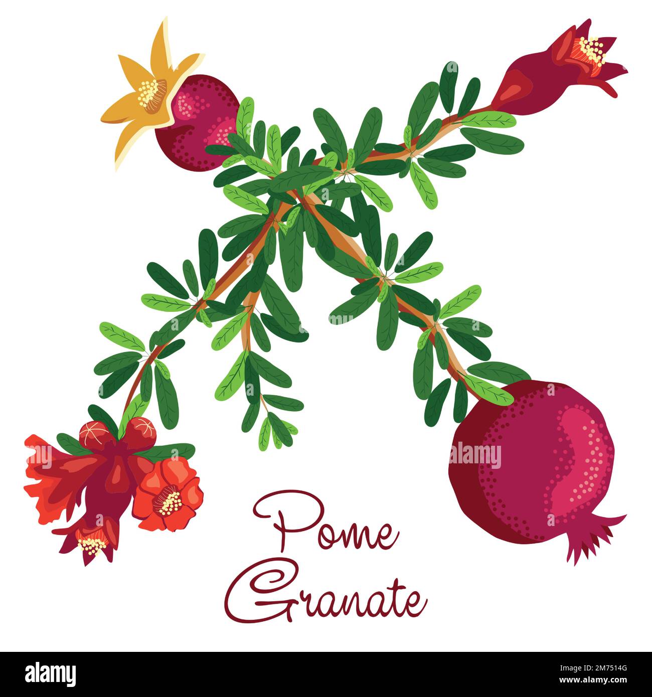 Pomegranate branches with fruits and flowers. Symbol of good luck ...