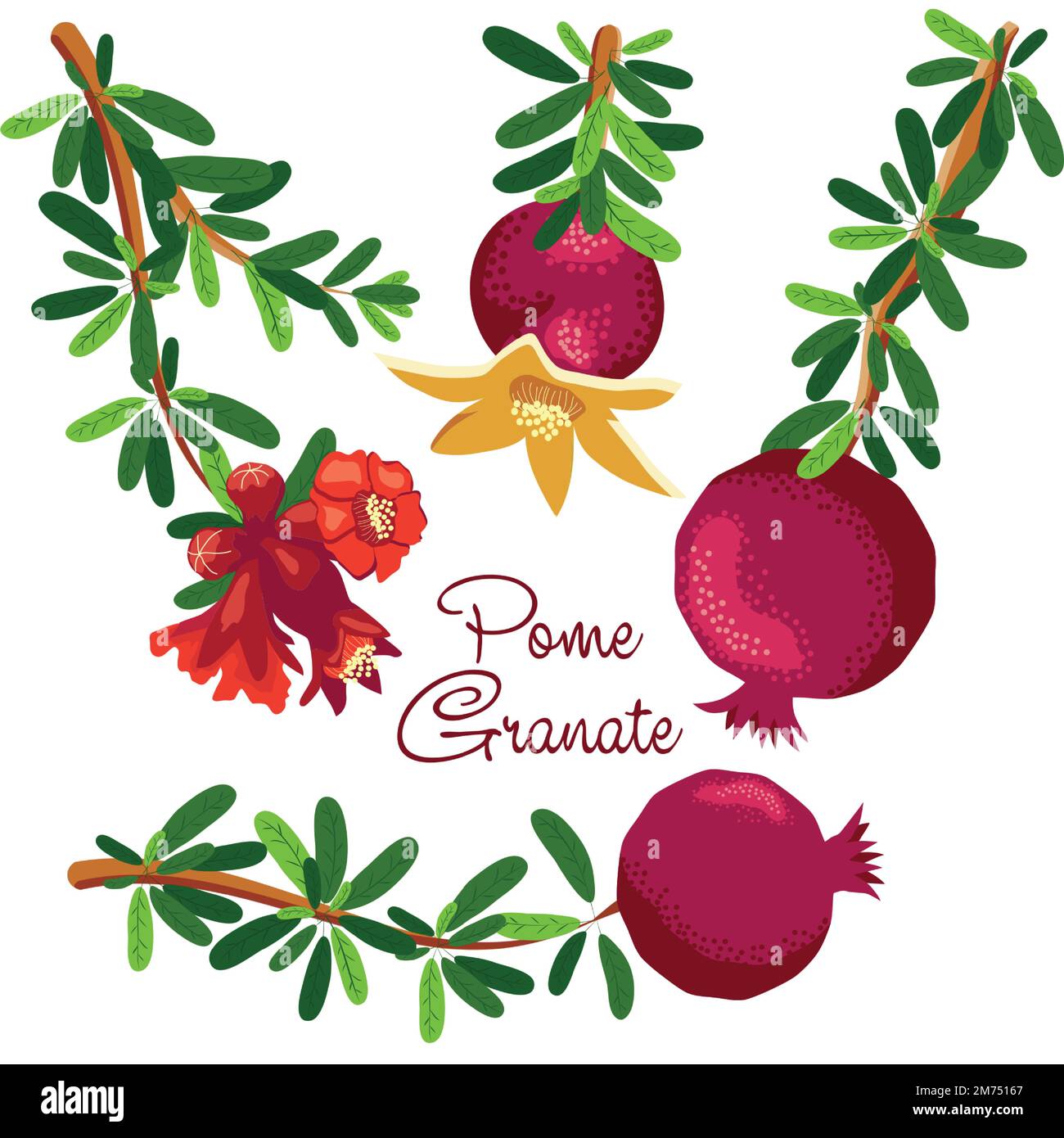 Pomegranate branches with fruits and flowers. Symbol of good luck ...