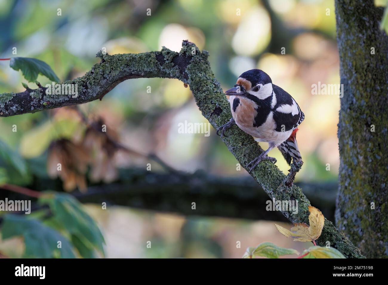 A small Great spotted woodpecker (Dendrocopos major) resting on the ...