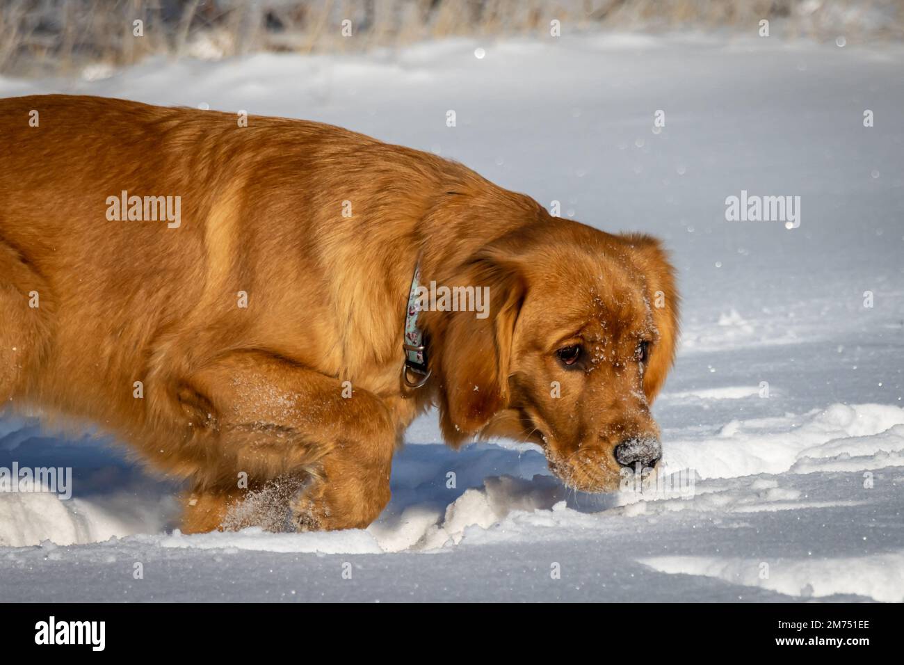 A seven month old Golden Retriever pup looks around as it walks through ...