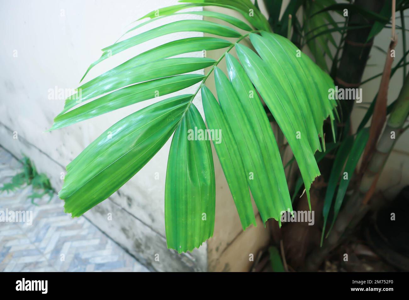 Adonidia merrillii, Livistona rotundifolia or Footstool Palm or ...