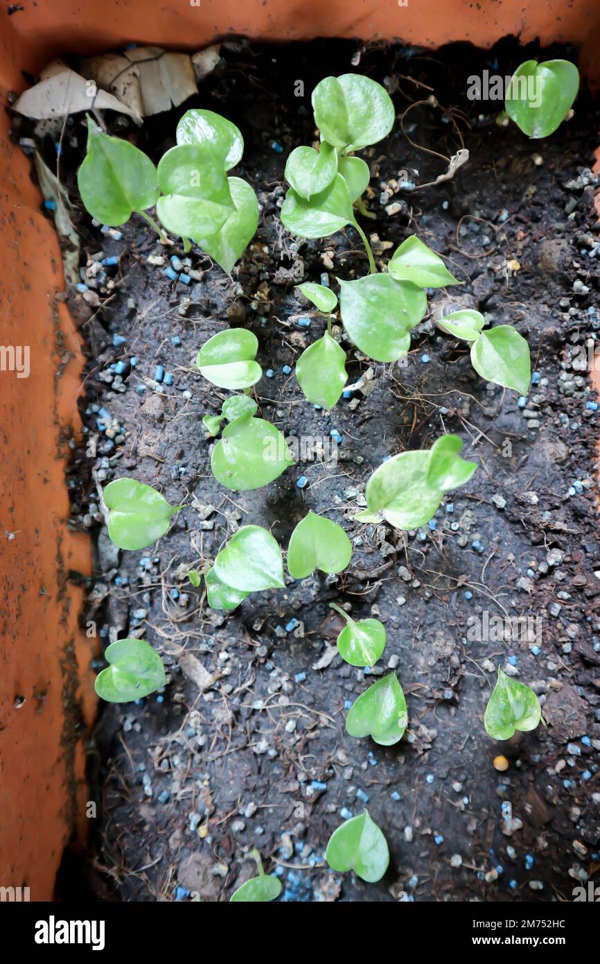 Anthurium Renaissance or Anthurium Renaissance plant ,small Anthurium ...