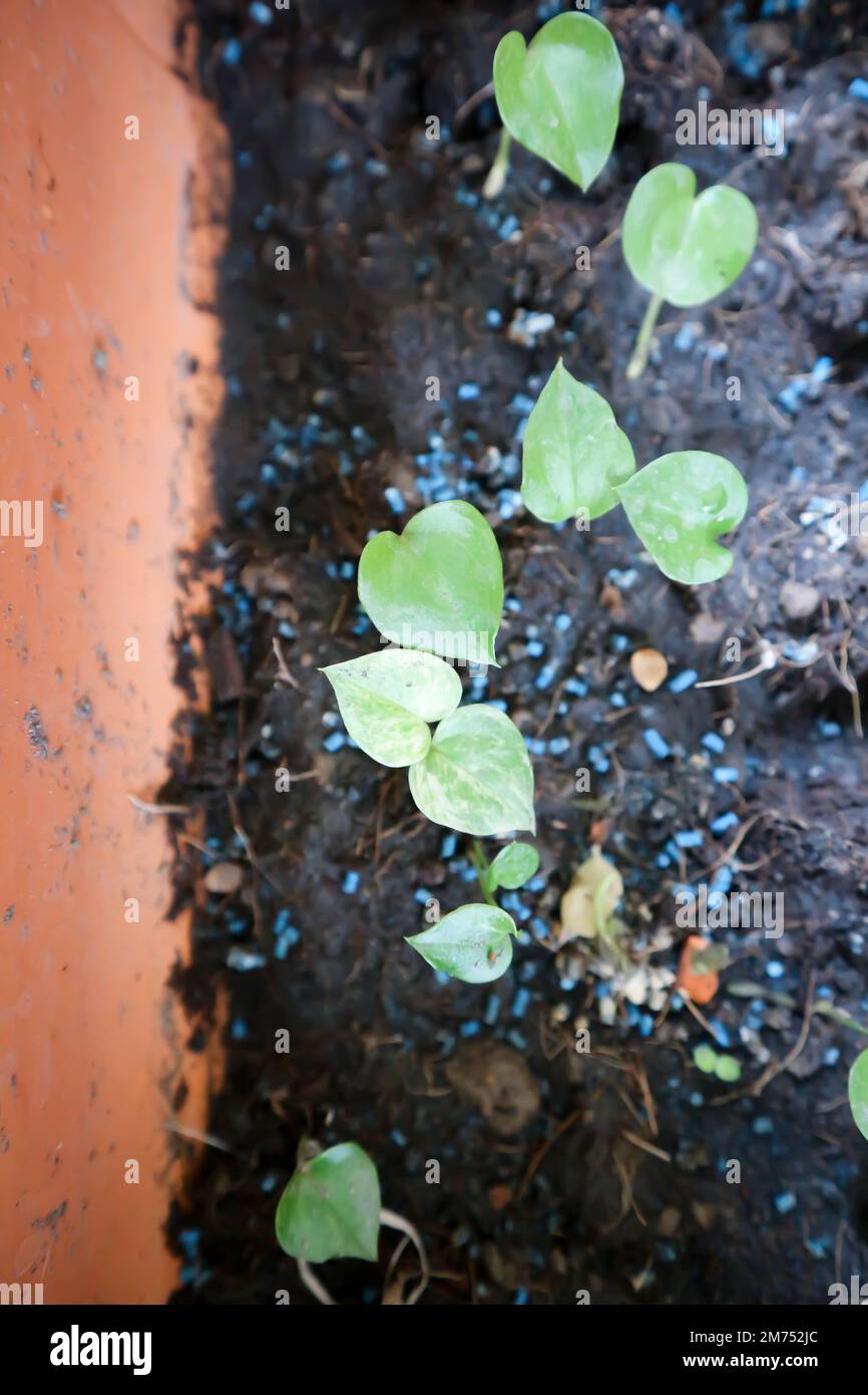 Anthurium Renaissance or Anthurium Renaissance plant ,small Anthurium ...