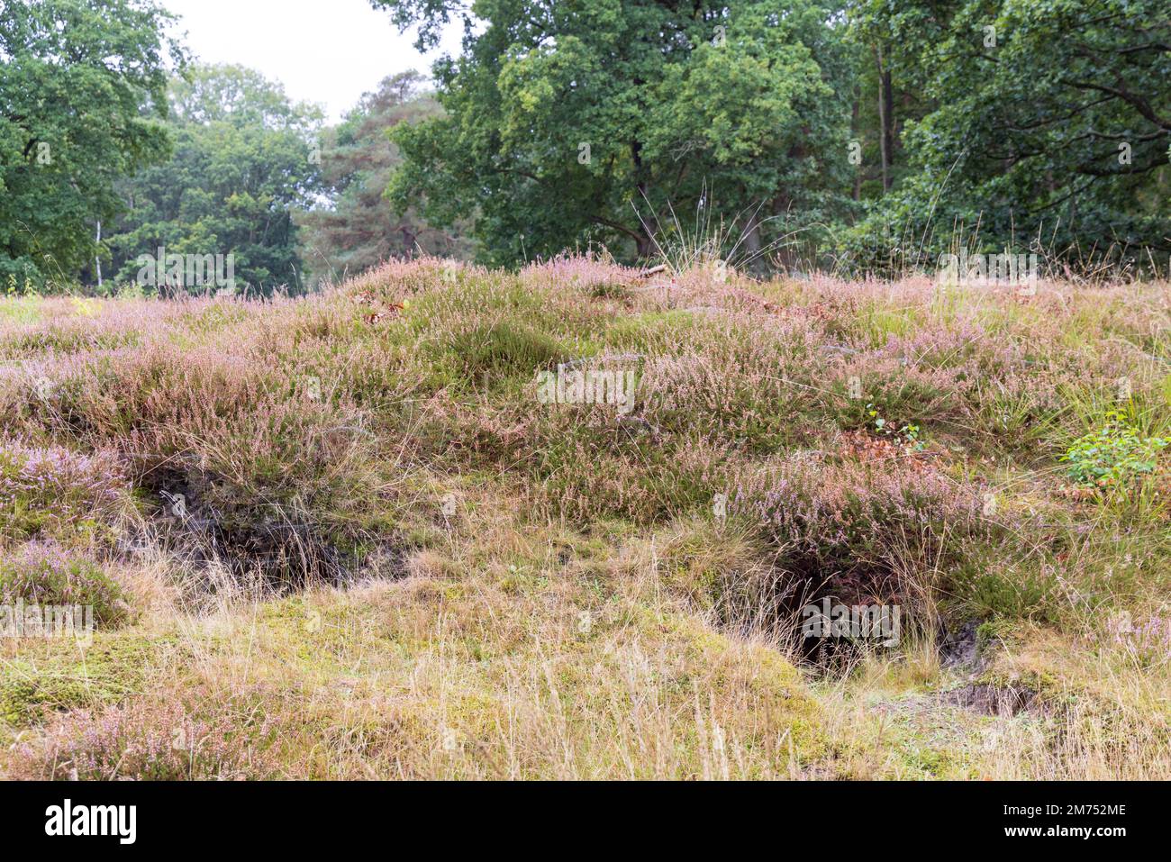 Badger hole hi-res stock photography and images - Alamy