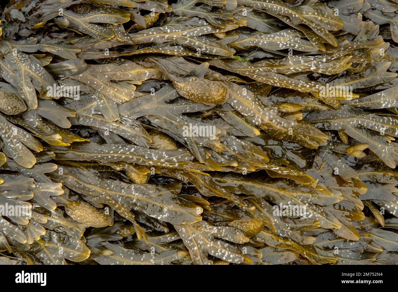 Gulfweed hi-res stock photography and images - Alamy