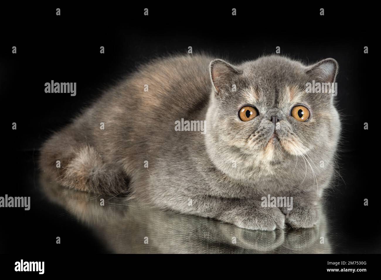 A beautiful exotic shorthair cat plays on a dark studio background with ...
