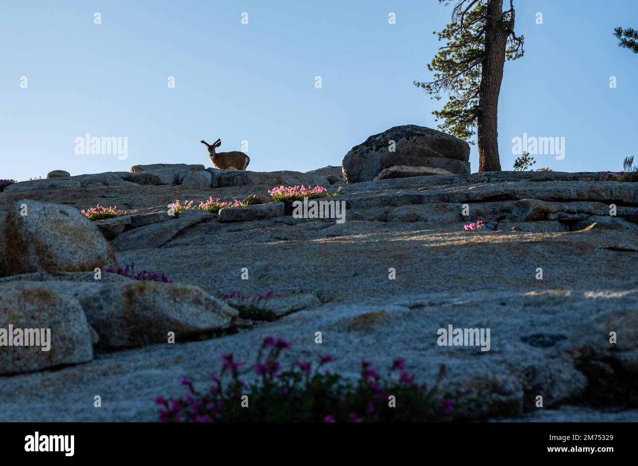 Mule Deer Walks Along Rocks at Olmstead Point in Yosemite Stock Photo ...
