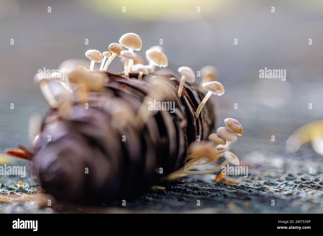 A macro shot of the Baeospora myosura mushrooms grown up on the acorn ...