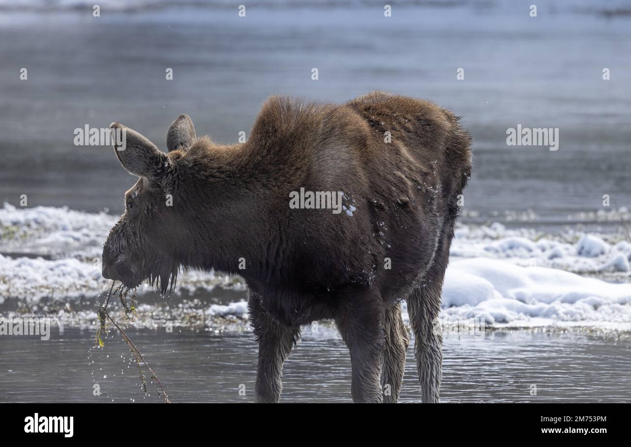 Cow Moose Feeding in the Henry's Fork of the Snake river Idaho in ...