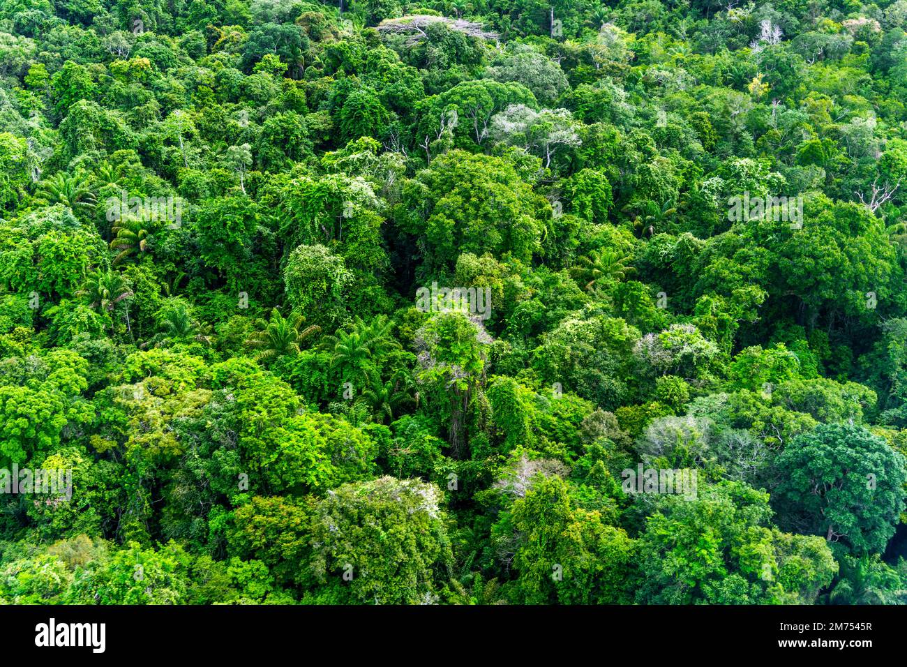 02 January 2023, Brazil, Manaus: Trees standing in the Amazon ...