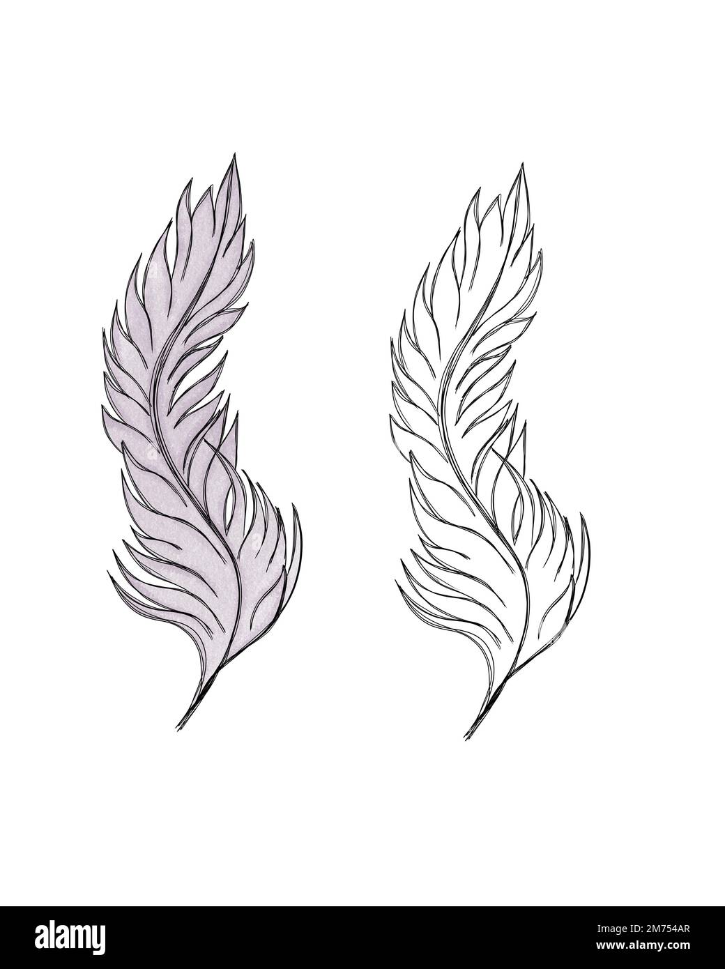 Set of two feathers watercolor pen and line art feather for background ...