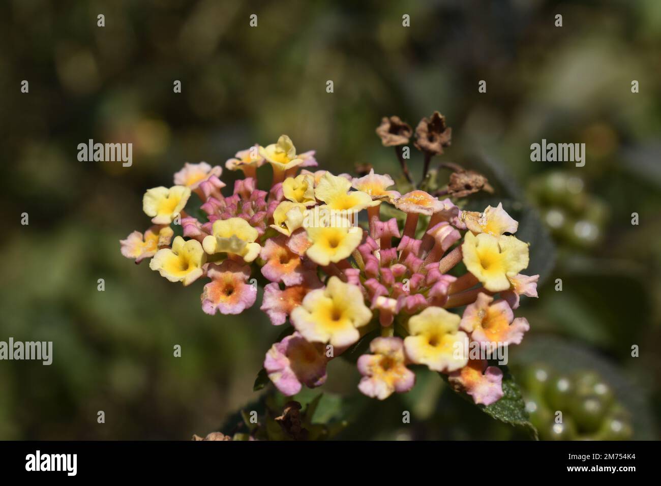Bunch of insects hi-res stock photography and images - Alamy