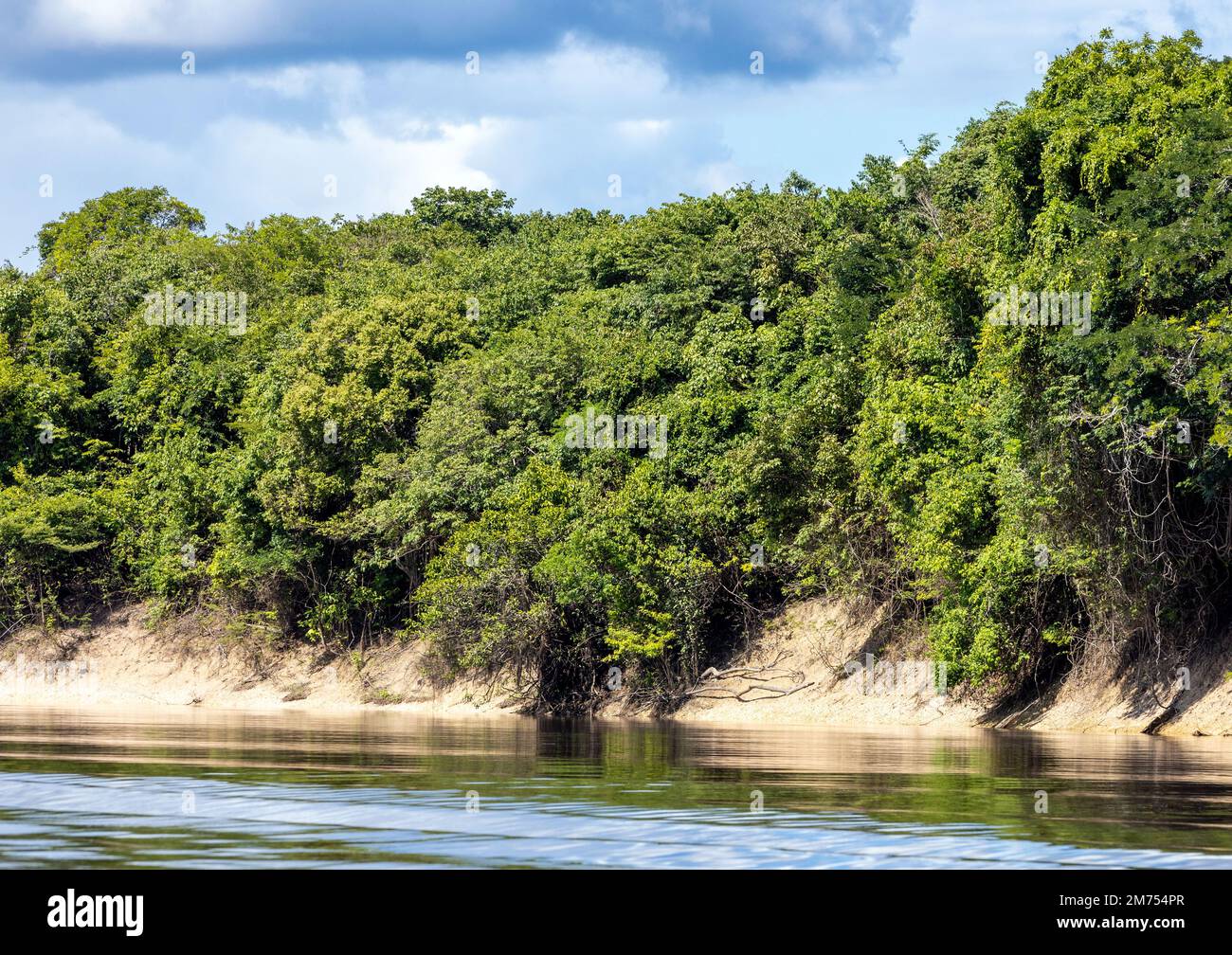 02 January 2023, Brazil, Manaus: Trees stand on the bank by a river in ...
