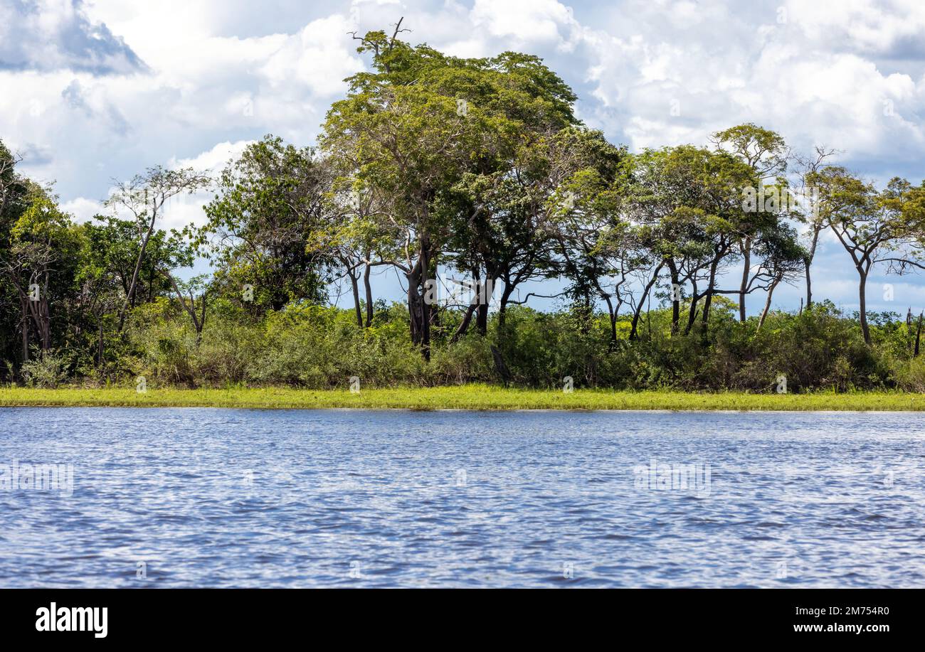 02 January 2023, Brazil, Manaus: Trees stand on the bank by a river in ...