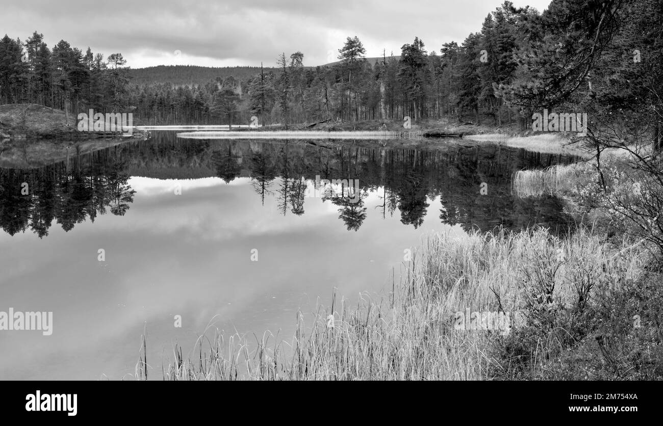Lake in Lemmenjoki National Park, near Inari, Finland Stock Photo - Alamy