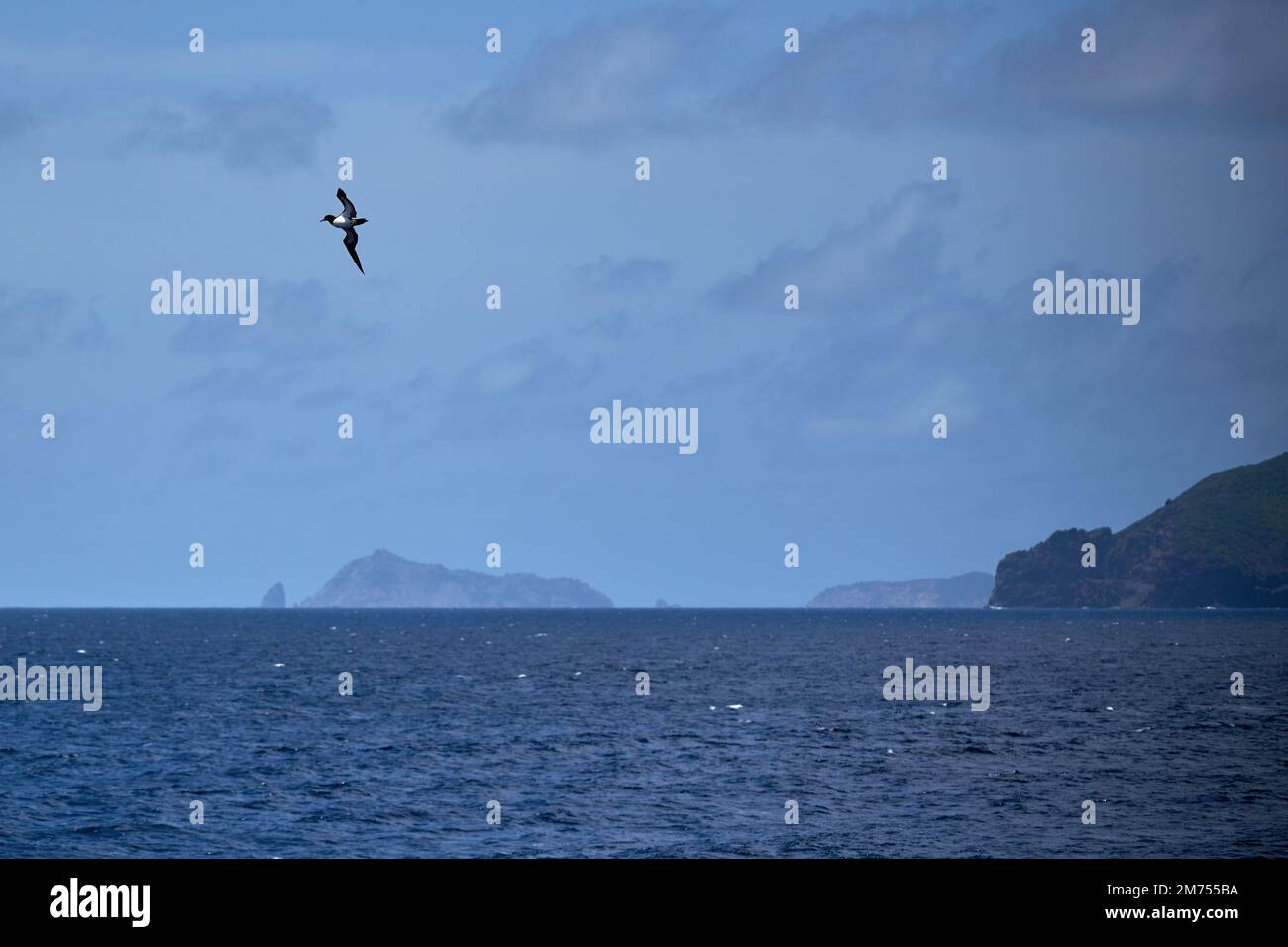 A brown booby flying over the sea against a blue sky with clouds Stock ...