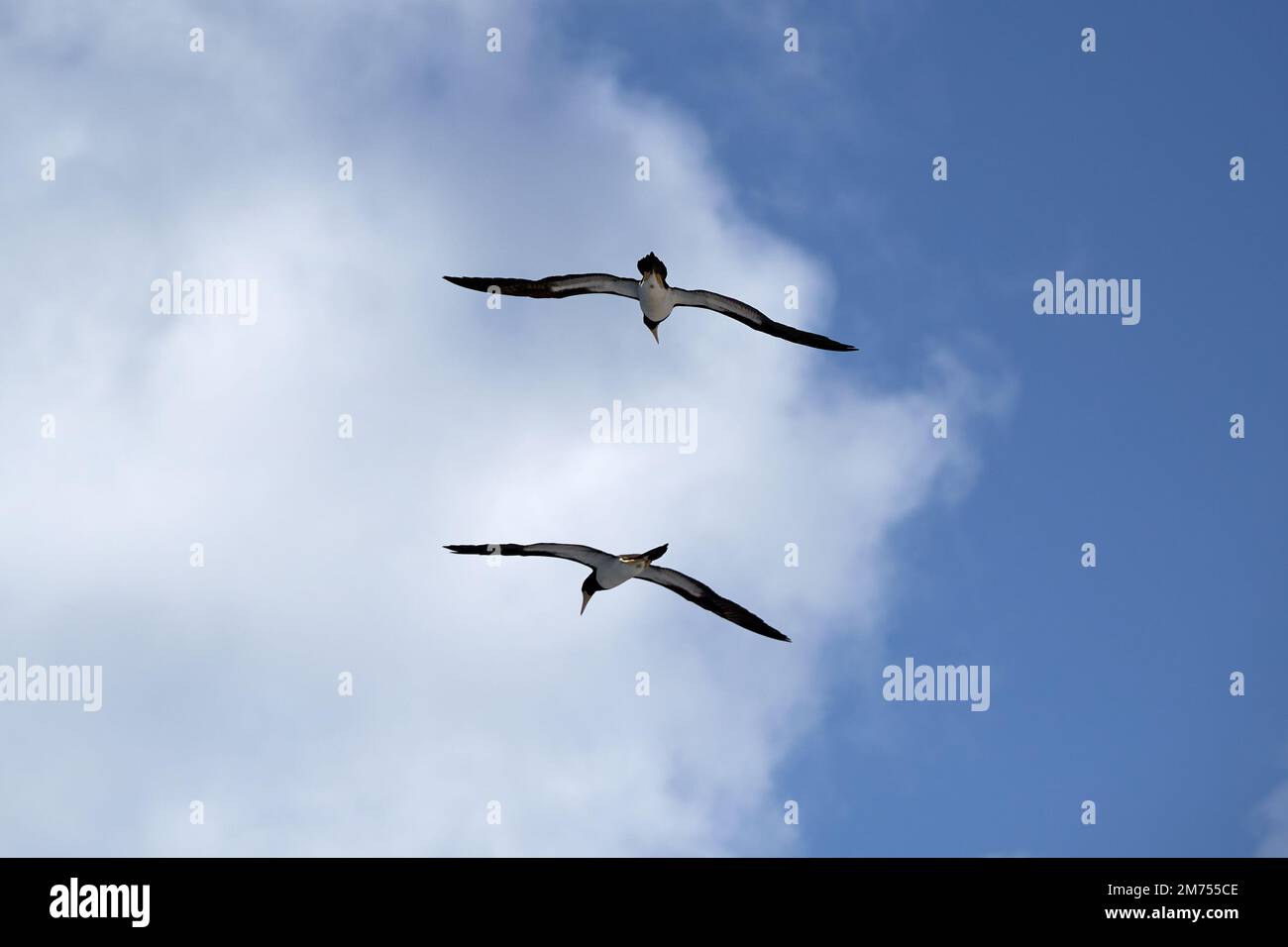 The brown boobies flying against a blue sky with clouds Stock Photo - Alamy