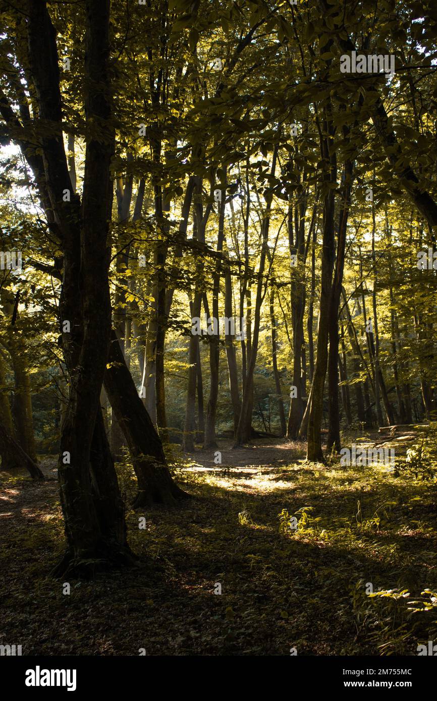A vertical shot of a forest with tall trees during a sunrise Stock ...