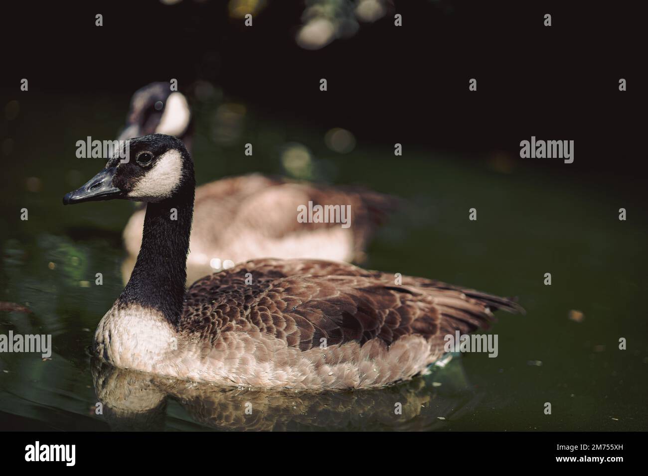 Two Canada Geese Swimming in a Pond Stock Photo - Alamy
