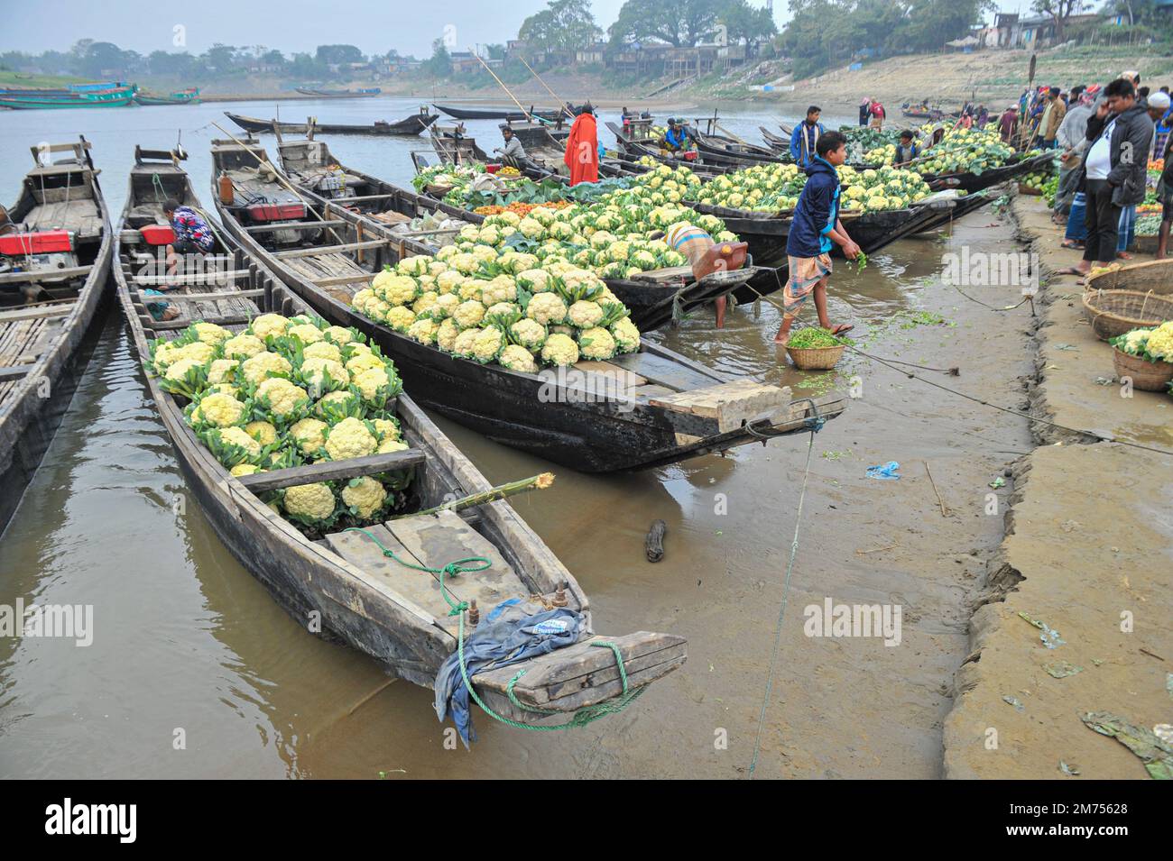 Non Exclusive: 7 January 2023 in Sylhet-Bangladesh: During the winter ...