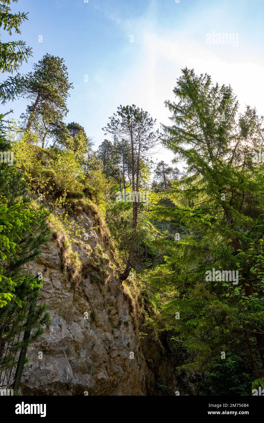 View of a pine tree clinging to the steep rock face Stock Photo - Alamy