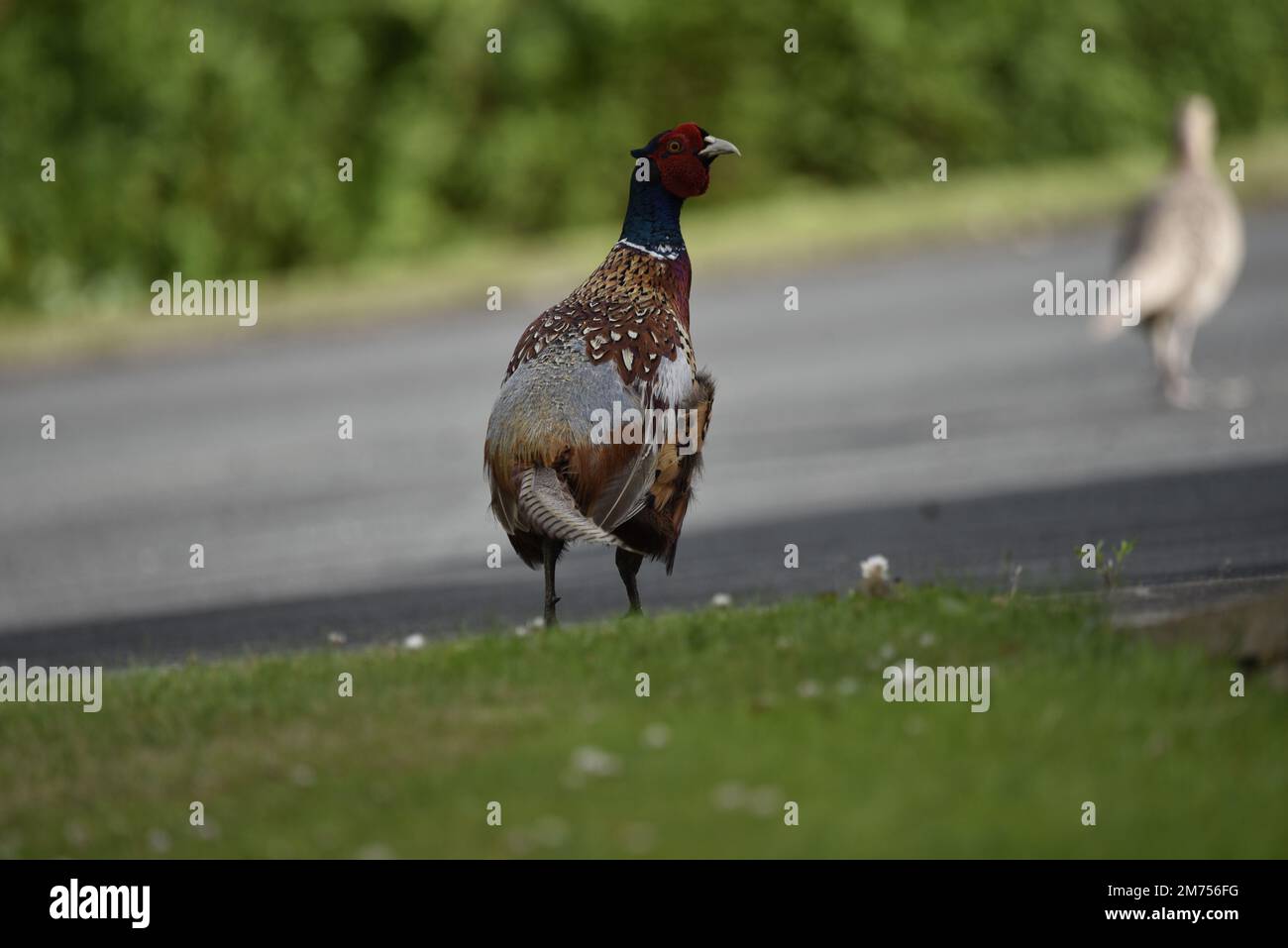 Back View of Male Common Pheasant (Phasianus colchicus) Walking Away ...