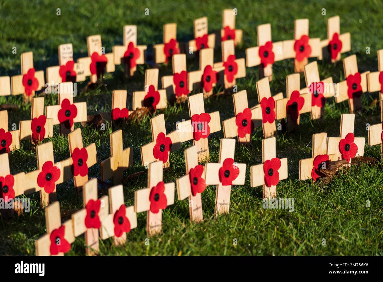 Haig Fund poppy crosses at war memorial, Kelso, Scotland Stock Photo ...