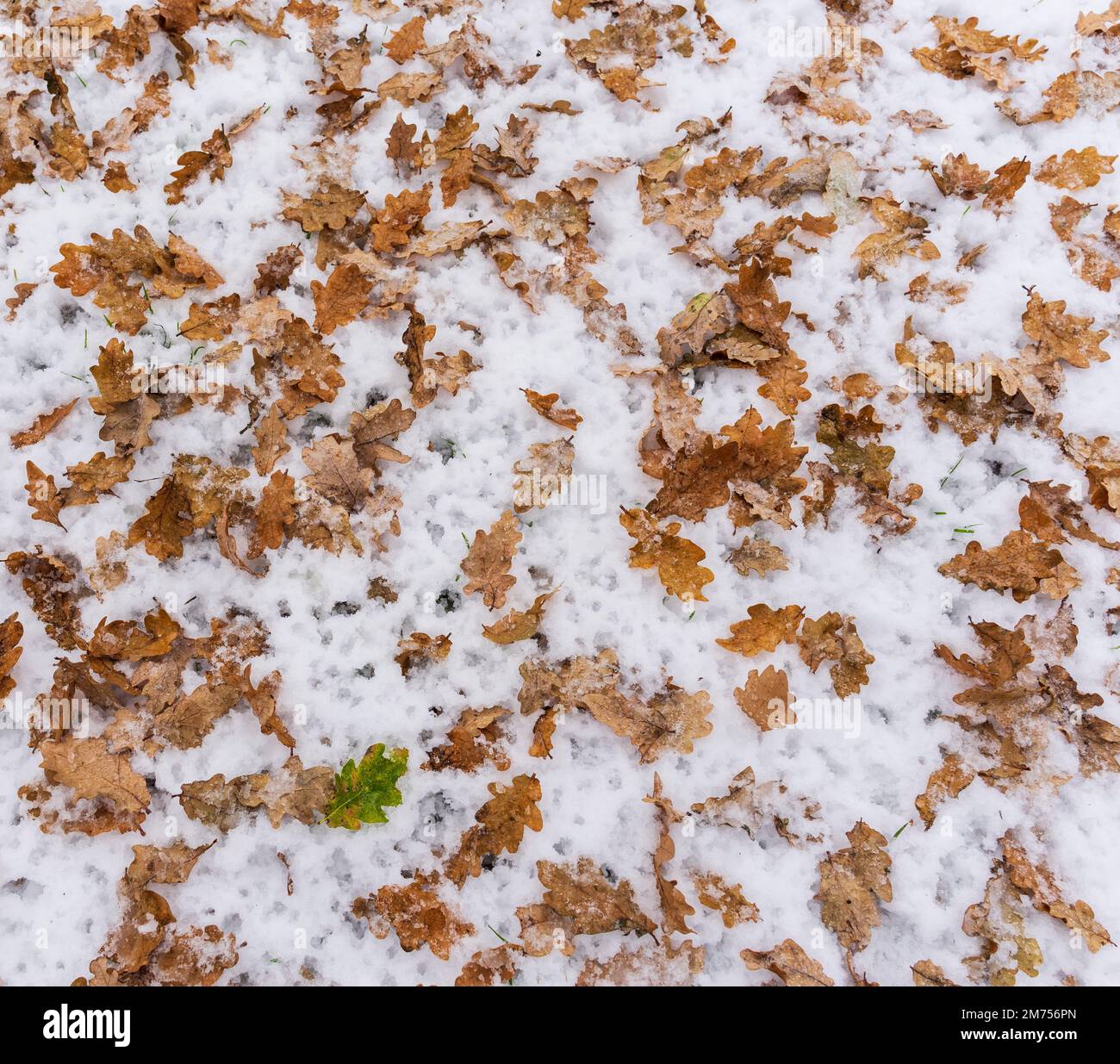 Fallen oak leaves and snow Stock Photo - Alamy
