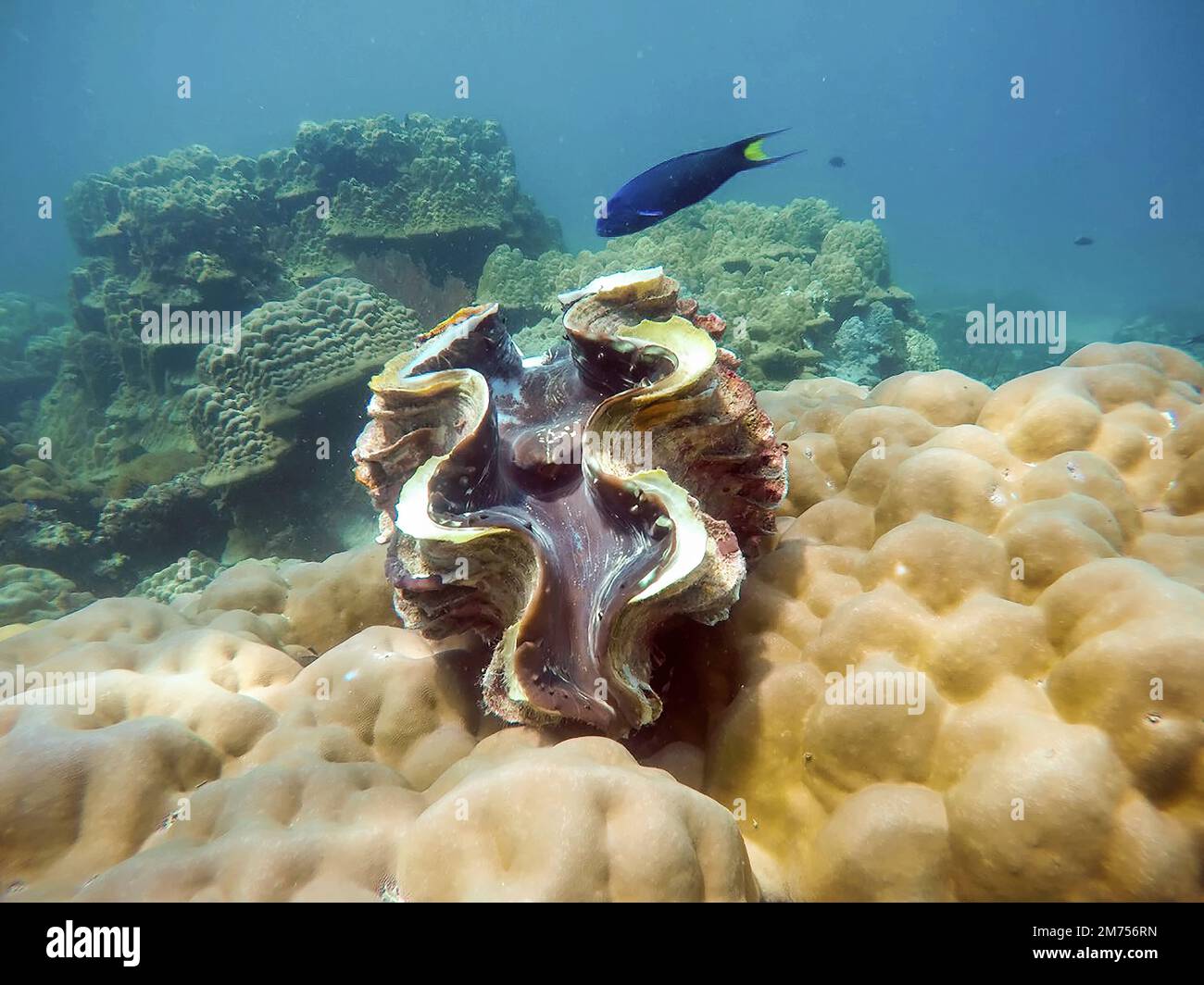 Giant clam on coral with blue fish in andaman sea Stock Photo - Alamy
