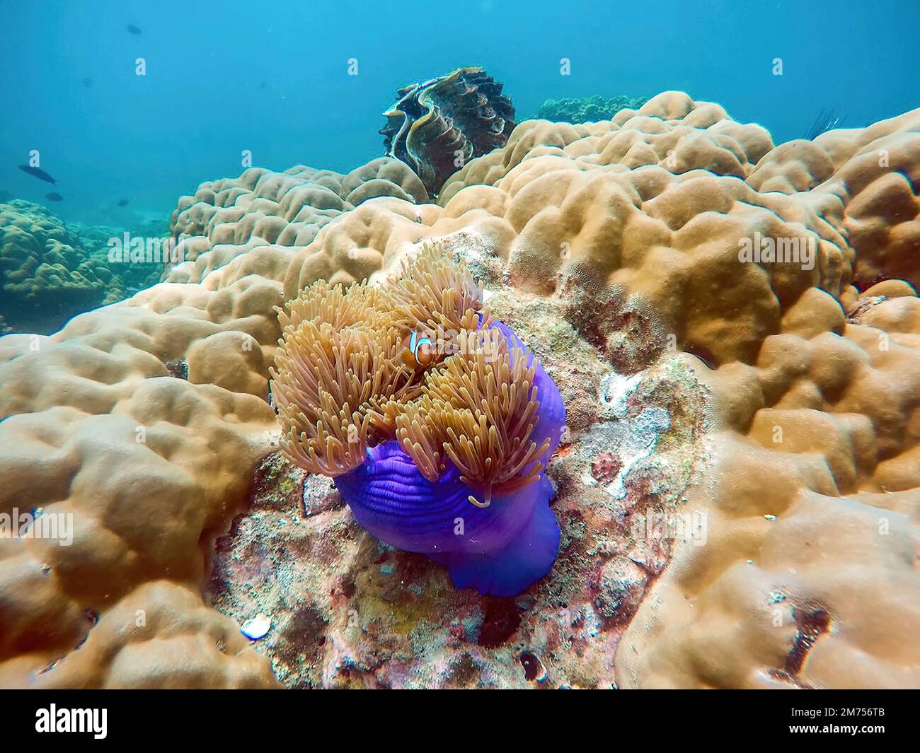 Sea sponge cartoon hi-res stock photography and images - Alamy