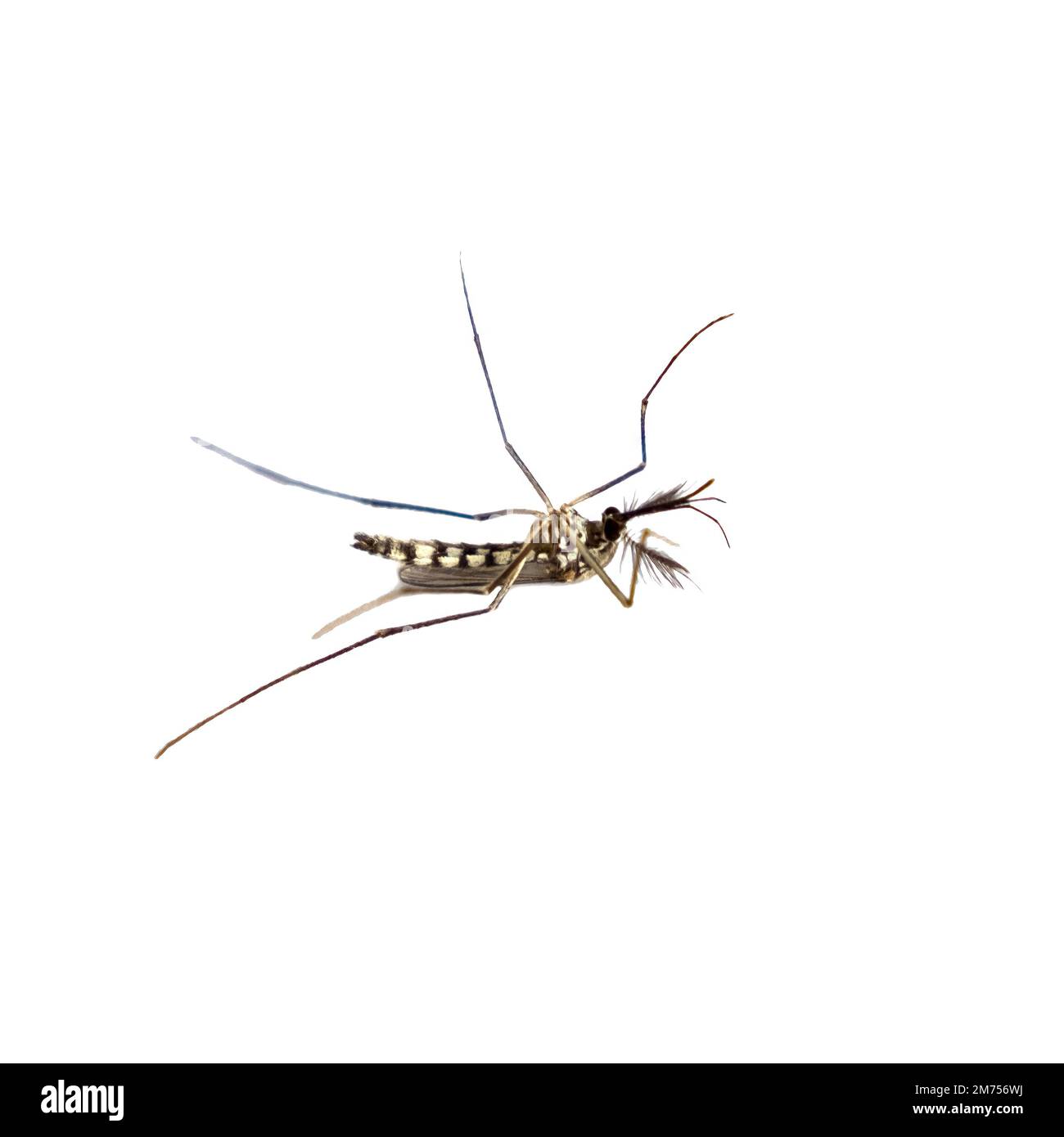 Mosquito species aedes aegyti side,isolated on background Stock Photo ...