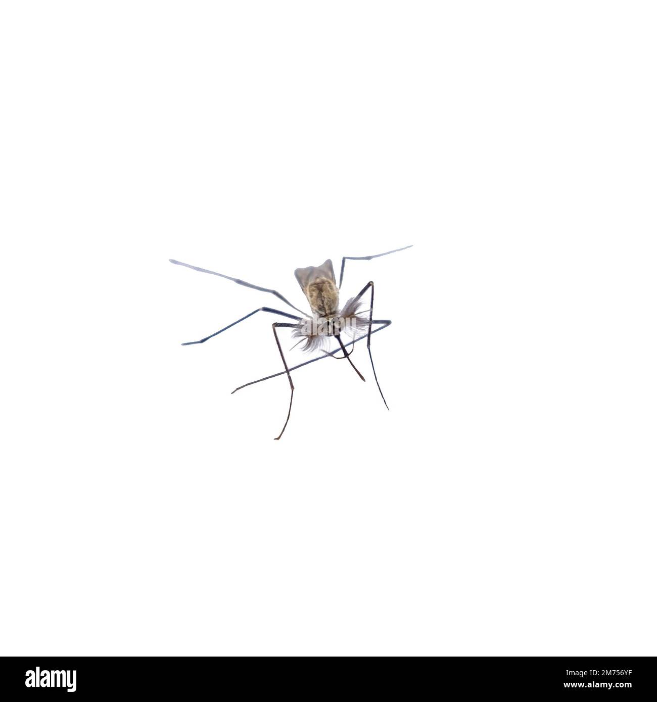 Head mosquito species aedes aegyti front,isolated on background Stock ...
