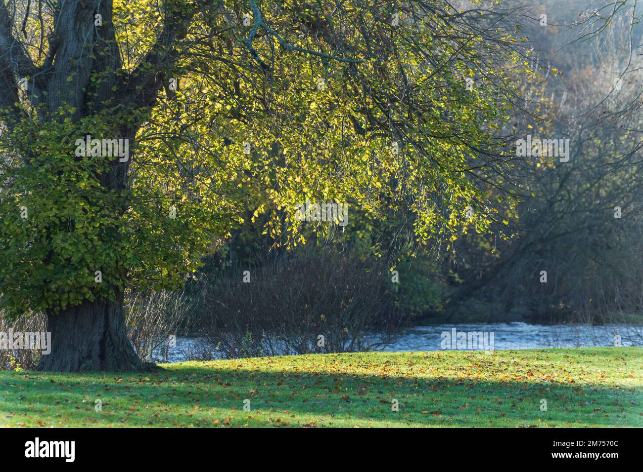 Mayfield riverside walk in Kelso, Scotland. Very end of November Stock ...