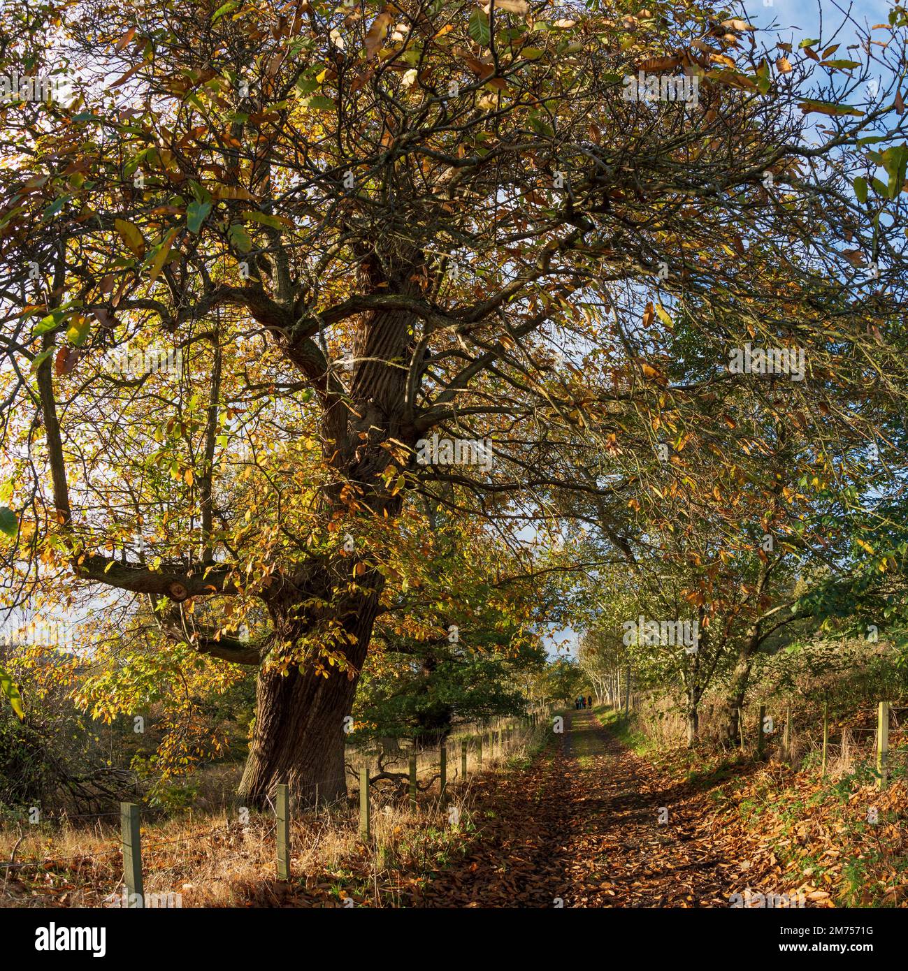 Path through the woodland of the Leader Valley between Drygrange ...