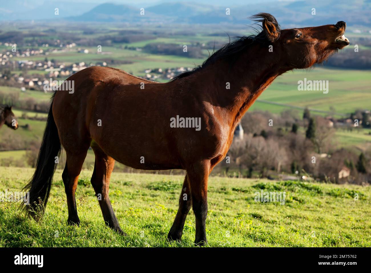 Horse neighing field hi-res stock photography and images - Alamy