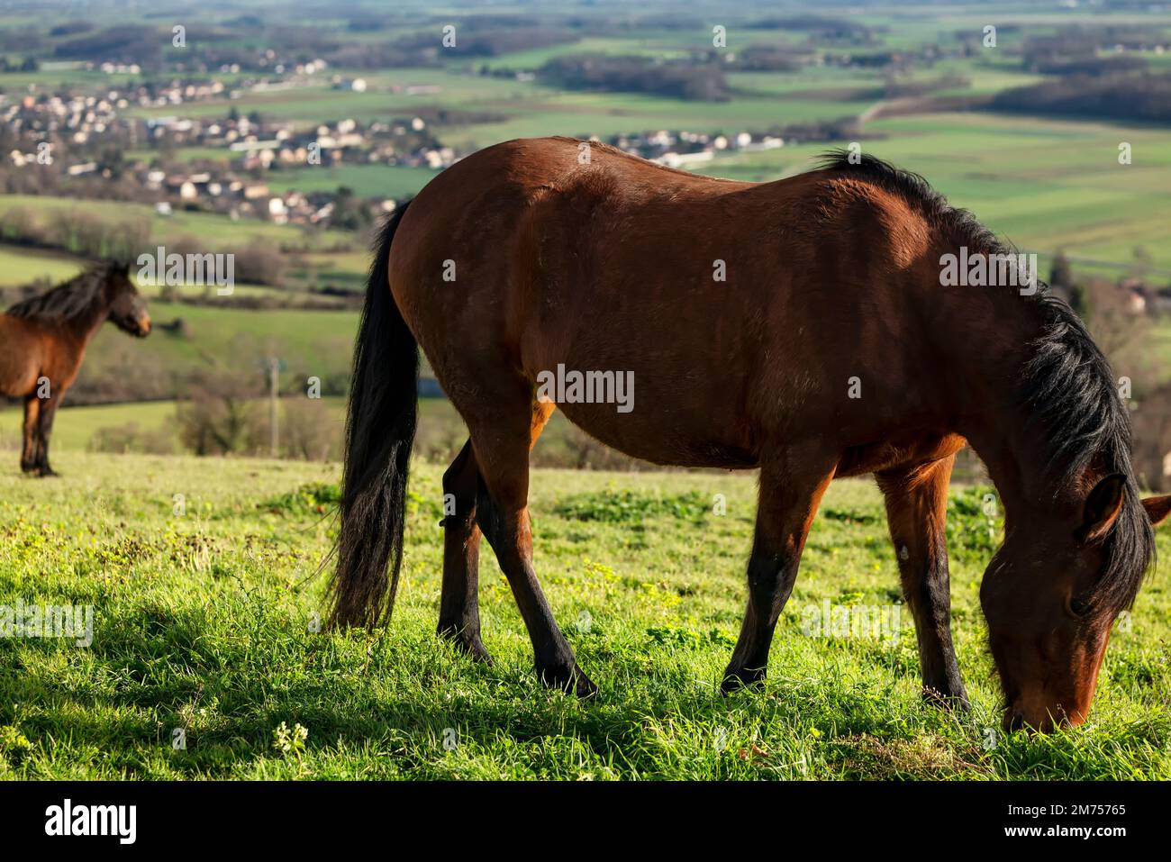 Brown horse grazing Stock Photo - Alamy