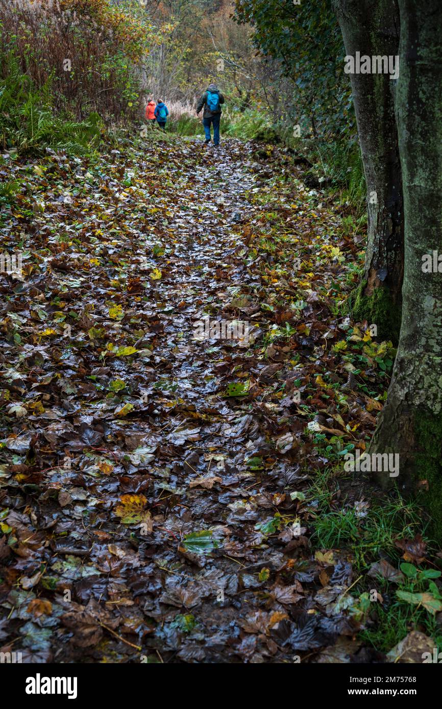 Path through the woodland of the Leader Valley between Drygrange ...