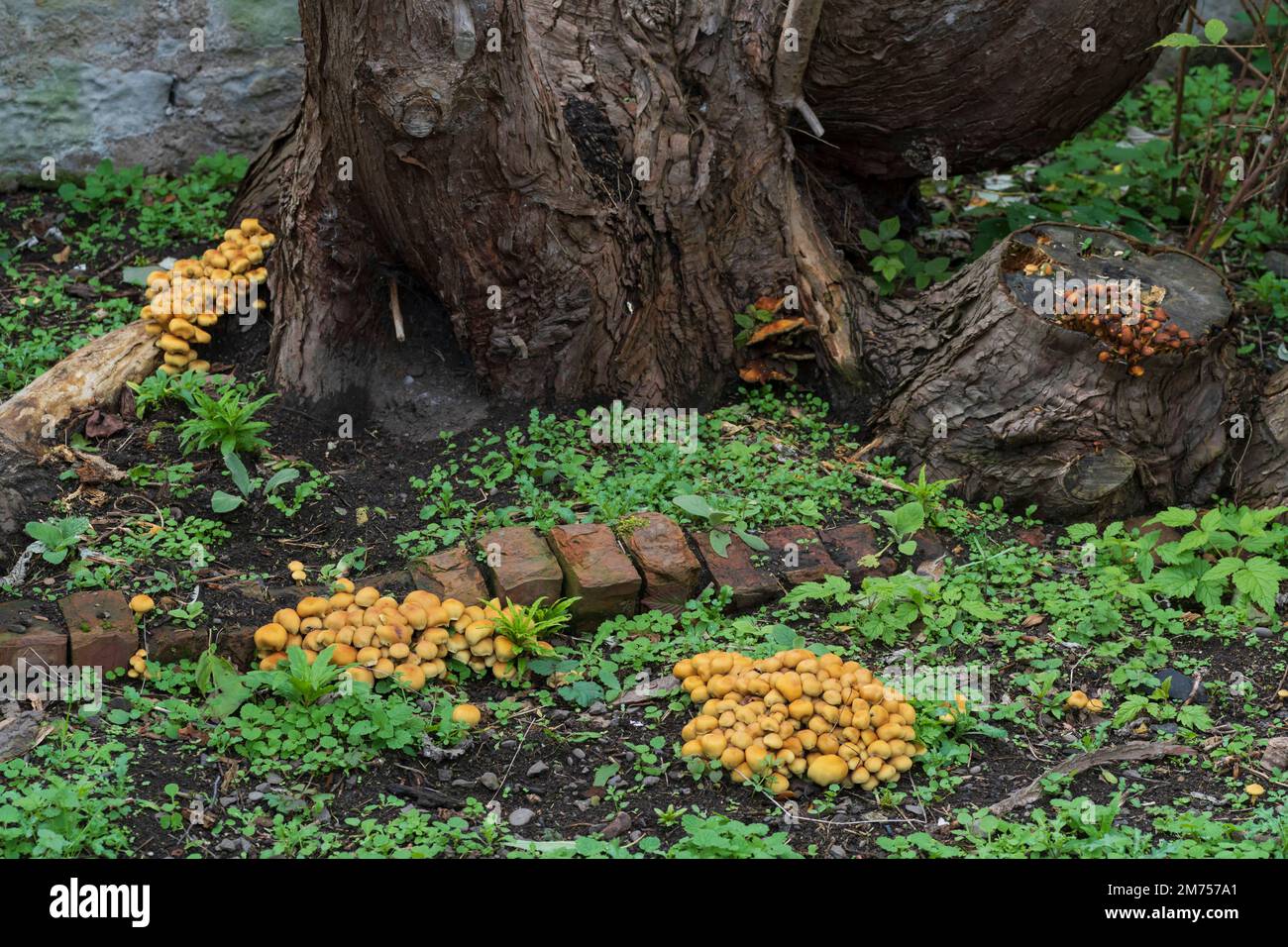 Sulphur tuft fungi clustering round a cypress tree five years after ...