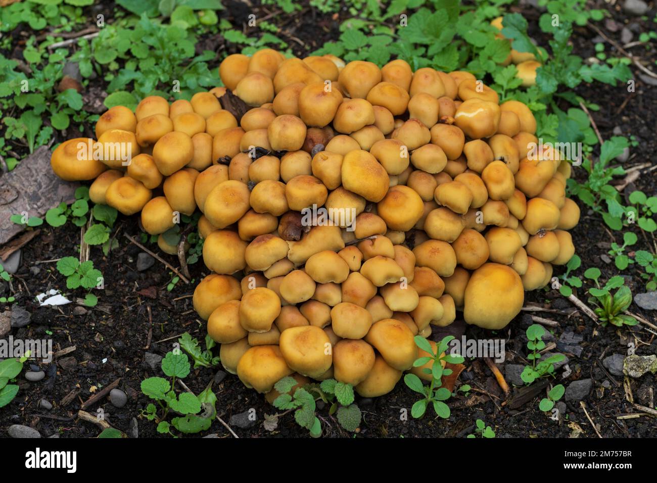 Sulphur tuft fungi clustering round a cypress tree five years after ...