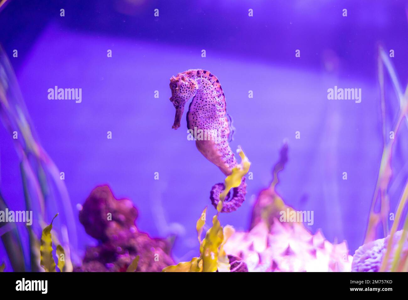 Horse water tank hi-res stock photography and images - Alamy