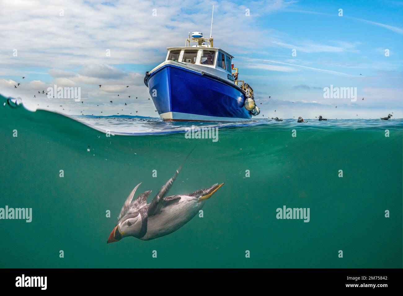 Diving Puffins, Farne Islands, Northumberland, England Stock Photo - Alamy