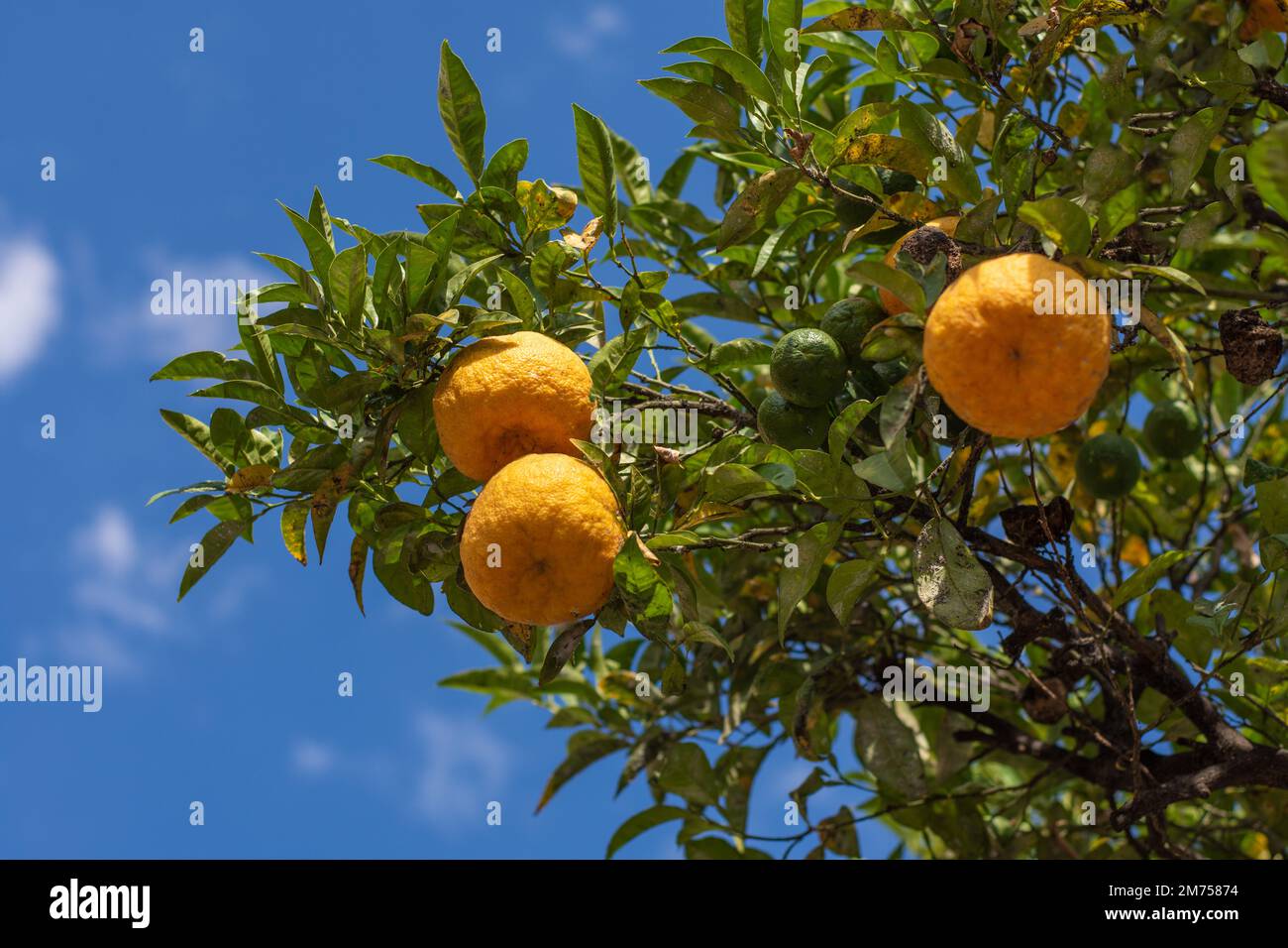 Mandarin tree under blue sky Stock Photo - Alamy