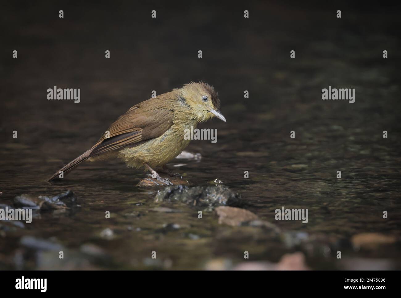olive bulbul is a species of songbird in the bulbul family ...