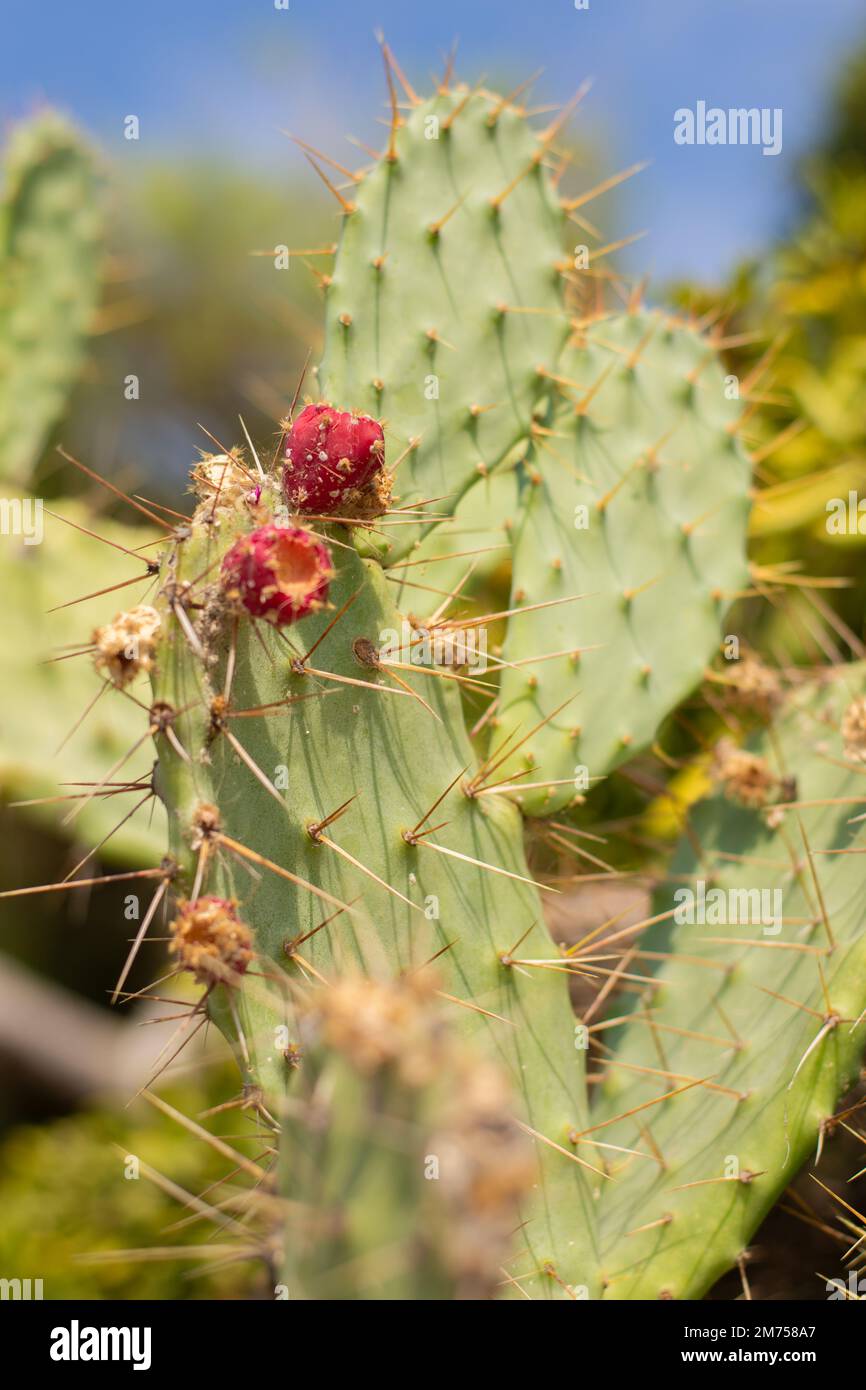 Cactus plant with flower of the Italian coast Stock Photo - Alamy