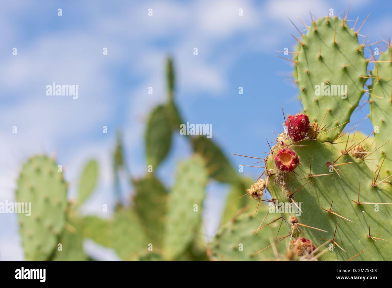 Outdoorcactus hi-res stock photography and images - Alamy