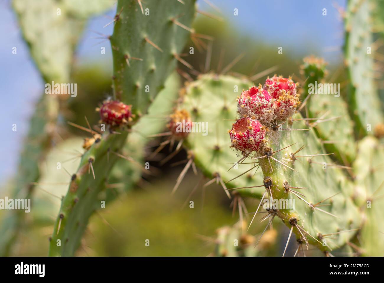 Cactus plant with flower of the Italian coast Stock Photo - Alamy