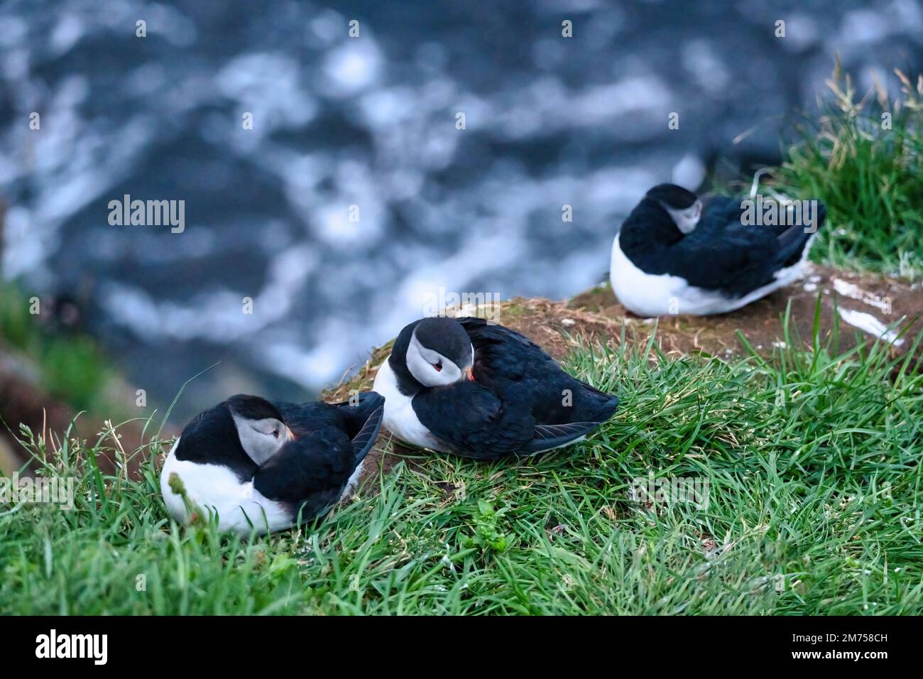 Flock of Atlantic Puffin sleeping on cliff nest by the coastline in ...