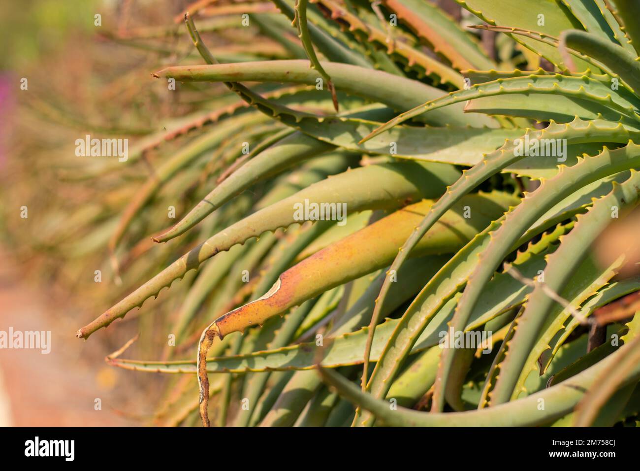 Italian aloe vera hi-res stock photography and images - Alamy